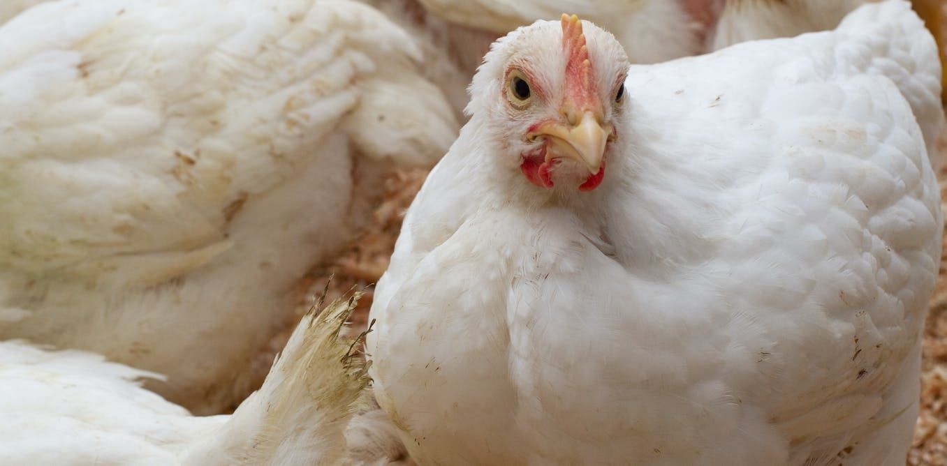 Backpack-wearing chickens are helping change the way…