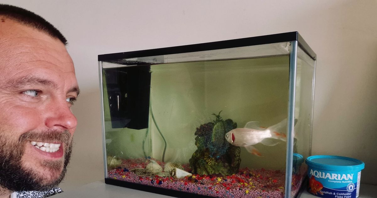 'My funfair prize goldfish has outlived my two…