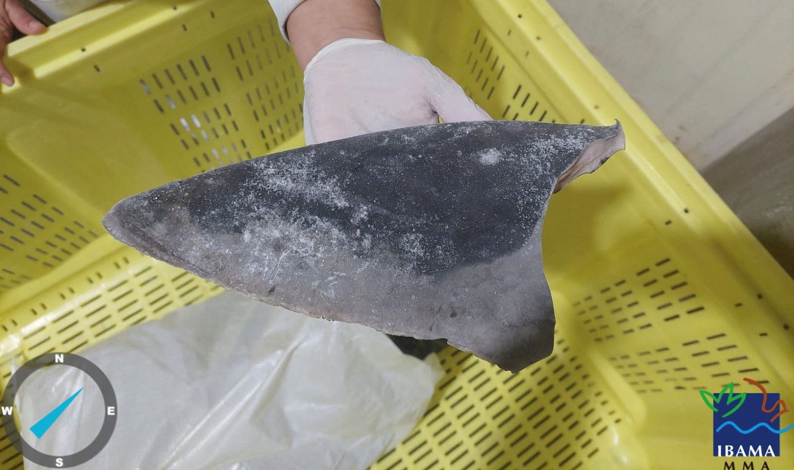 Brazil seizes world’s biggest consignment of illegal…