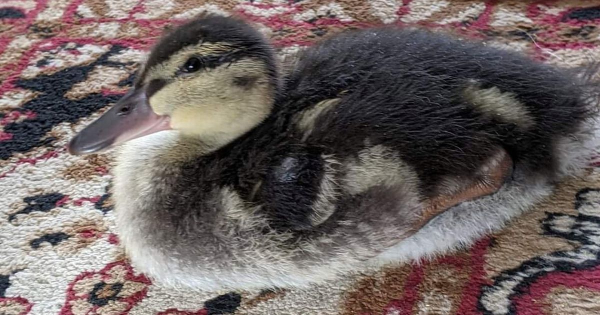 Rescued duckling had a cute surprise for couple who…