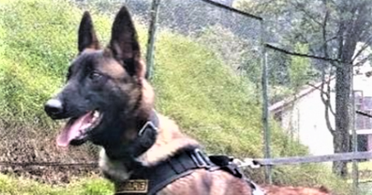 Hero dog Wilson who found four children lost in…