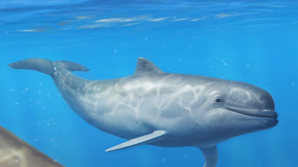 Ferocious Prehistoric Whale With Razor-sharp Teeth…