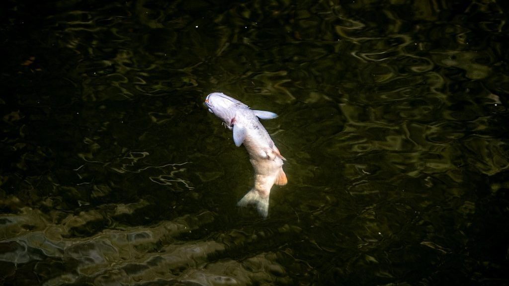 Hundreds Of Fish Found Dead In Iconic UK River