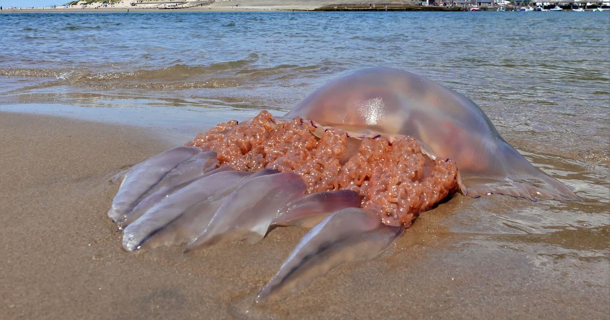 The weird creatures coming to beaches as UK coast…