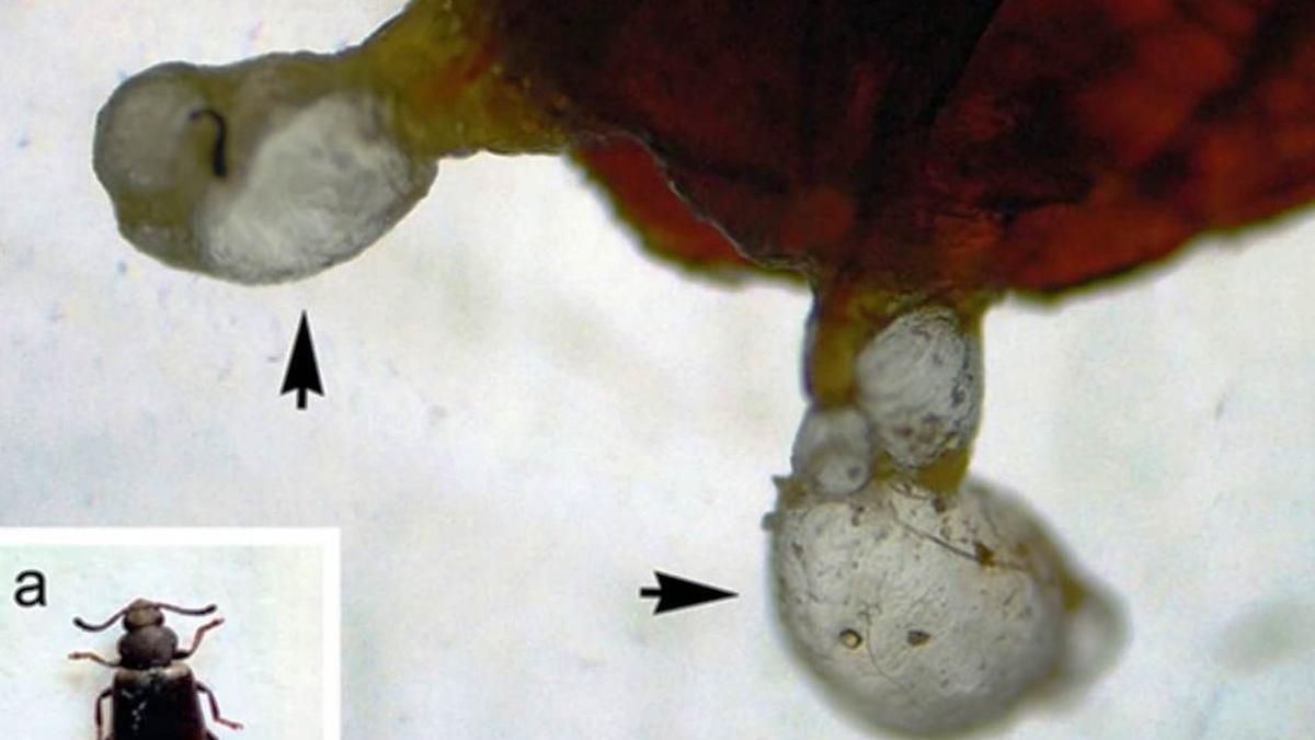 Mupli beetle can be used to create metal…