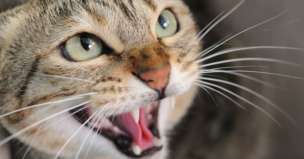 Woman banned from keeping animals after kittens killed…