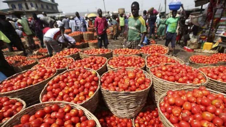Tomato prices shoot up to Rs 80-100/kg across the…