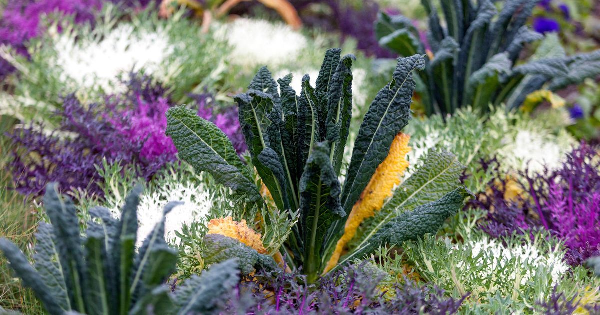 Eight pretty garden plants you might not realise you…
