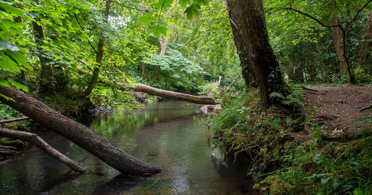 Welsh sewer outflow pouring untreated toilet waste…