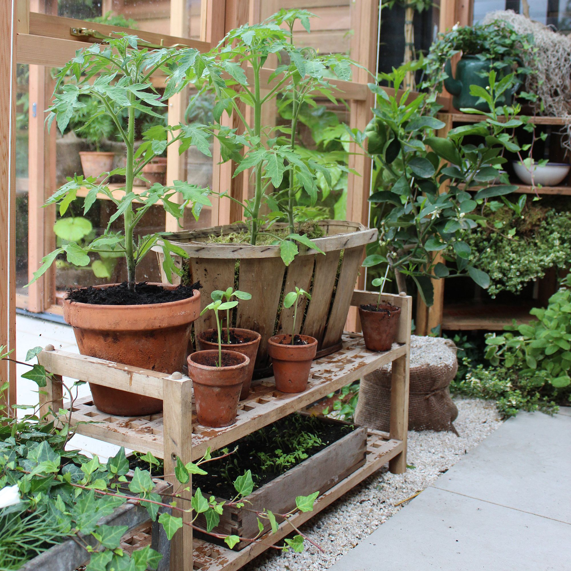 Are you tapping your tomato plant? Because you really…