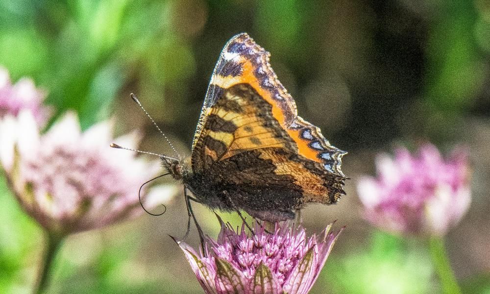 Large tortoiseshell butterfly returns to Britain after…