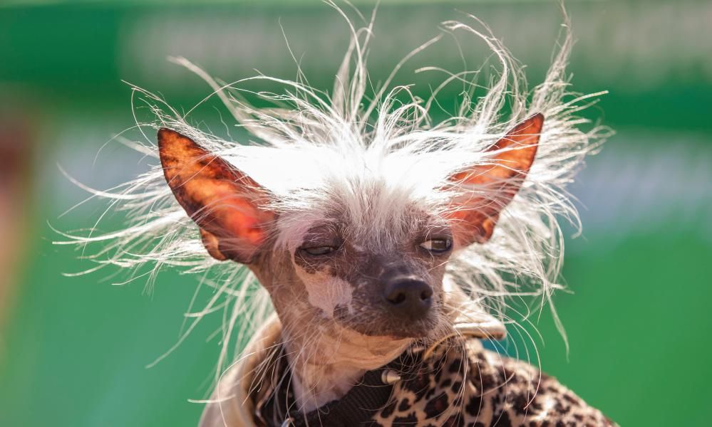 Stag do mishaps, pizza origins, and a very ugly dog