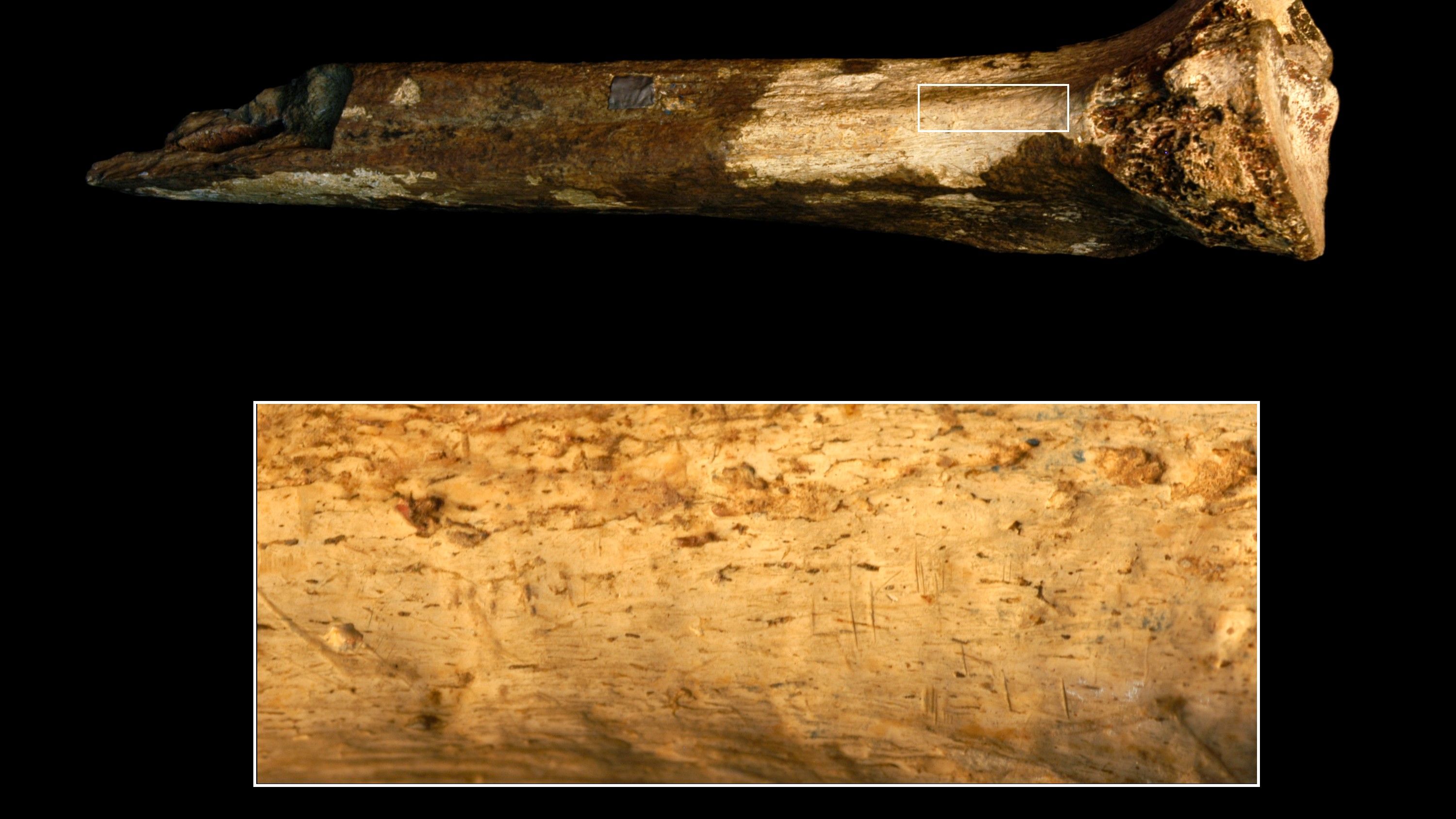 Scientists discover what could be the oldest evidence…