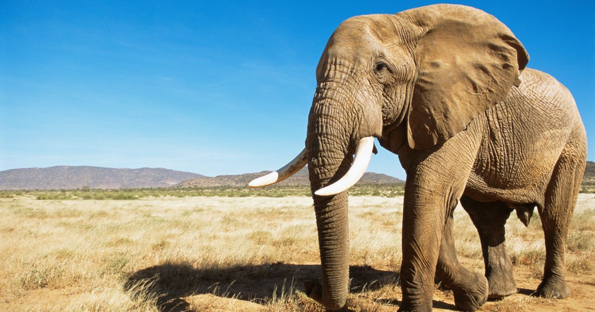 Elephants and tigers top list of animals Brits would…