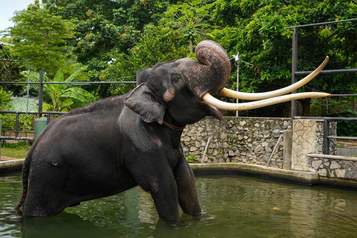A temple elephant in Sri Lanka will be airlifted back…