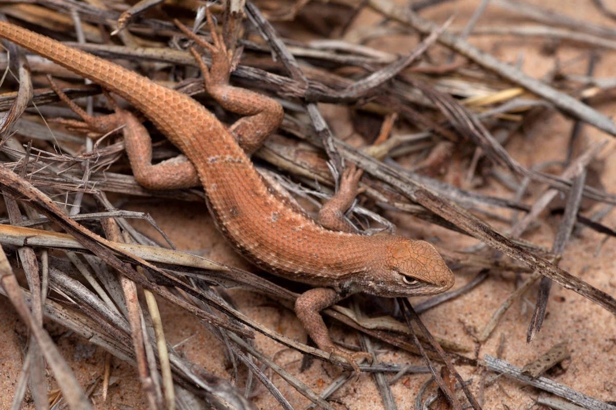 Rare lizard found in major US oil patch proposed as…