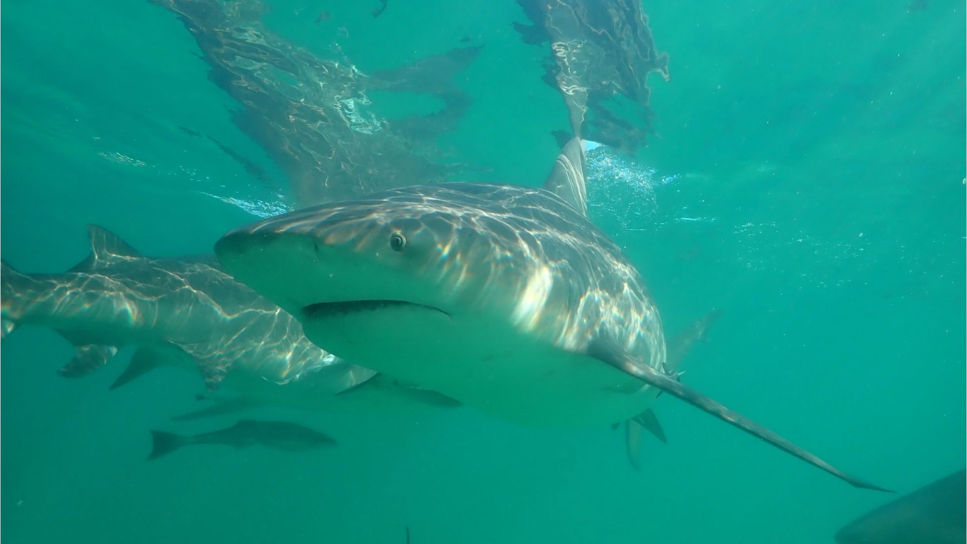 How to watch Shark Fest 2023: National Geographic's…