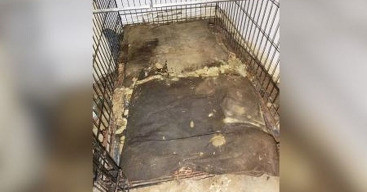 Inside the disgusting flat of horrors where man left…