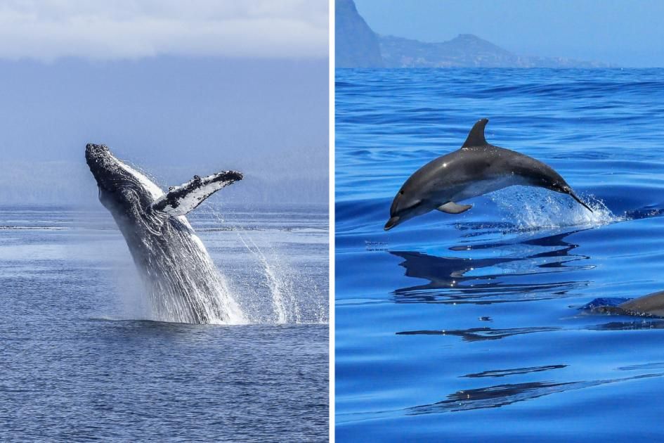 Here are the best places to see whales and dolphins on…