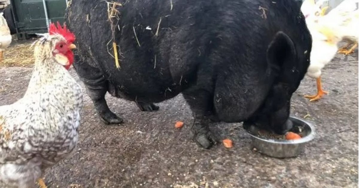 Meet the morbidly obese pig who spent SEVEN years…