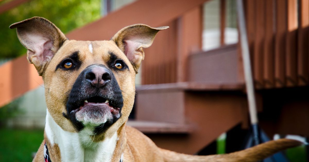 2,000 dog attacks on postal workers last year as…