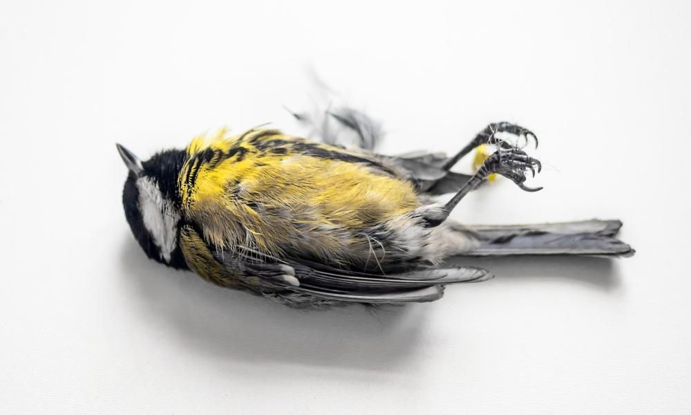 Poem of the week: Dear Bird by Howard Altmann