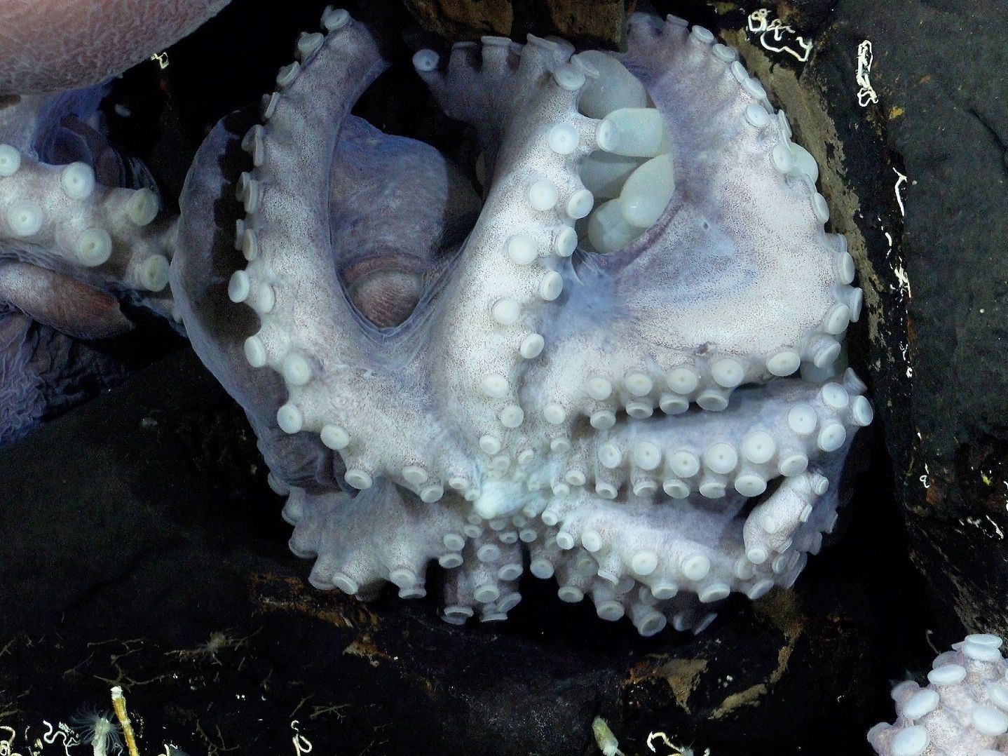Researchers found a rare octopus nursery off the coast…