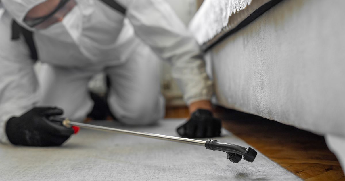 Pest Expert Shares Effective Way To Eliminate Bed