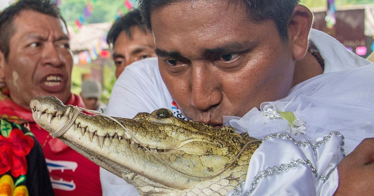 Mexican mayor 'marries' alligator wearing a wedding…