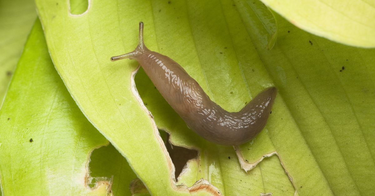 Gardener shares simple DIY slug trap that gets rid of…