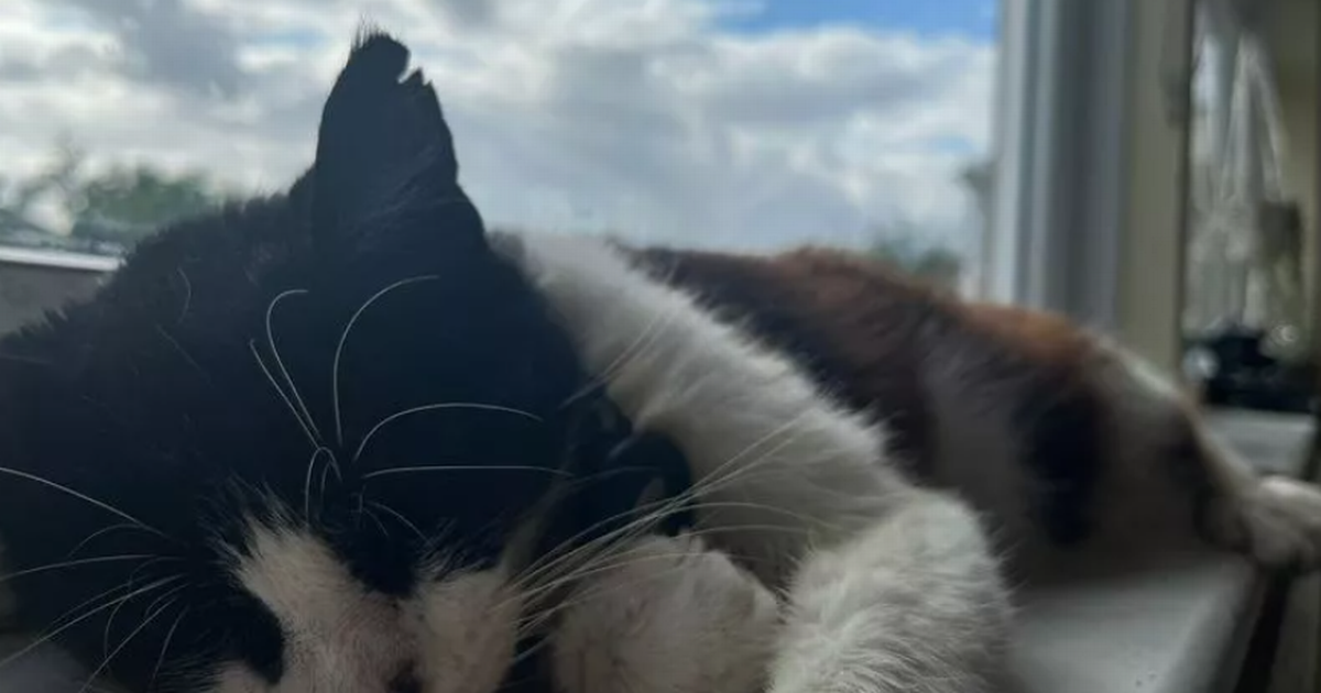 'Friendly' pet cat suffers 'broken ribs' after group…