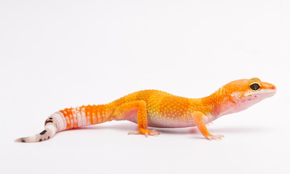 Sad snakes and geckos with bone disease – we vets see…