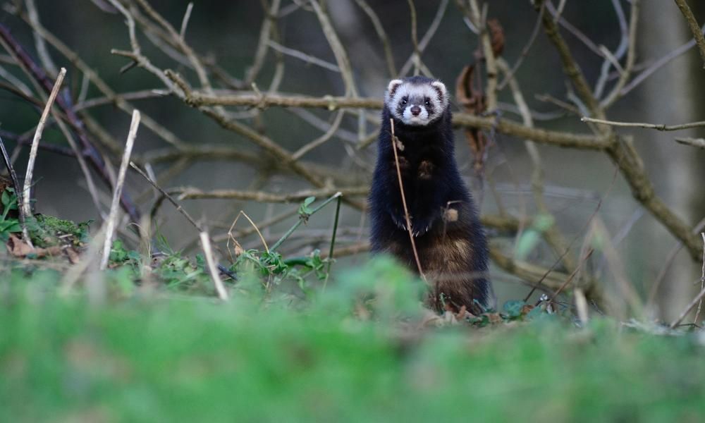 Polecat: the ‘bandit-like’ predator once hunted as…