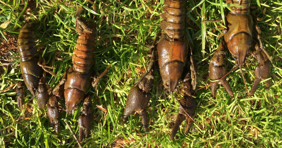 Crayfish plague outbreak in popular Irish river could…
