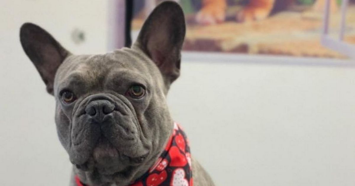 Owner horrified after kennel cremates dead dog before…