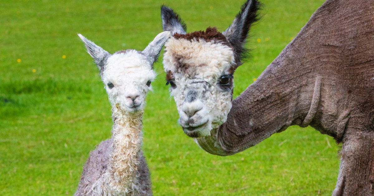 The 'best' Scottish alpaca farm where you can meet and…