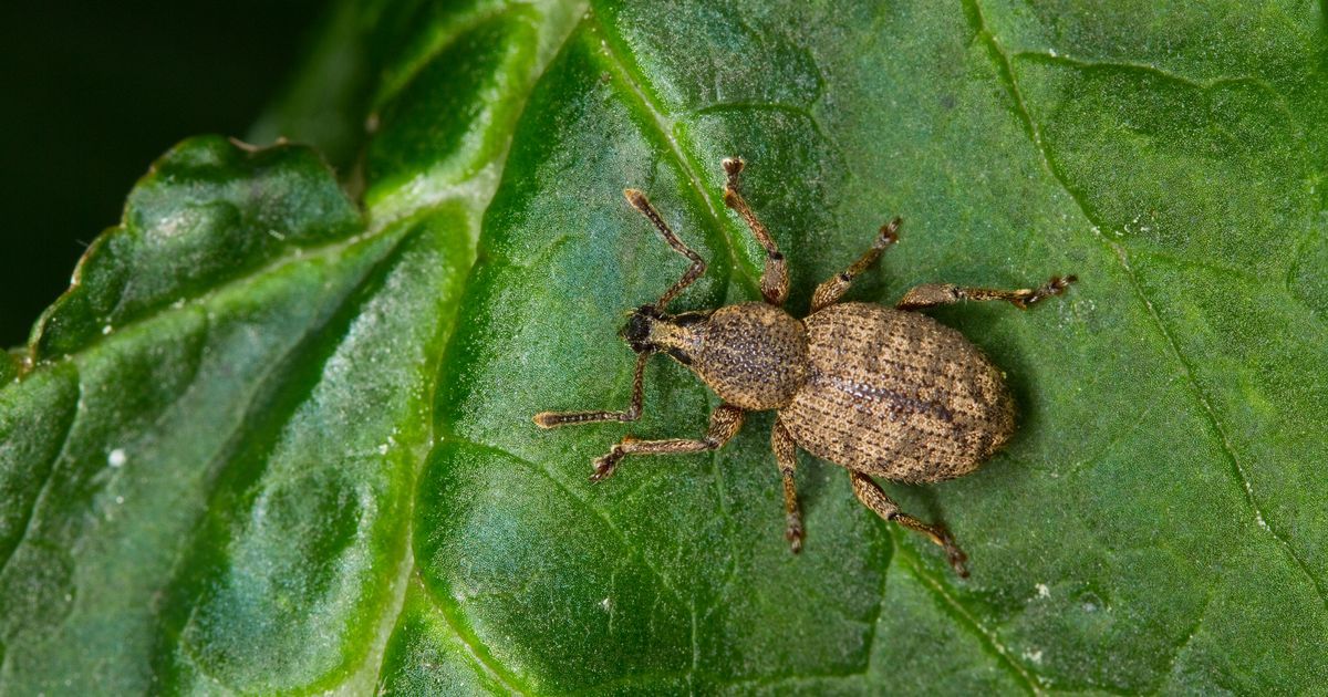 Warning over tiny pests attracted to houseplants - and…