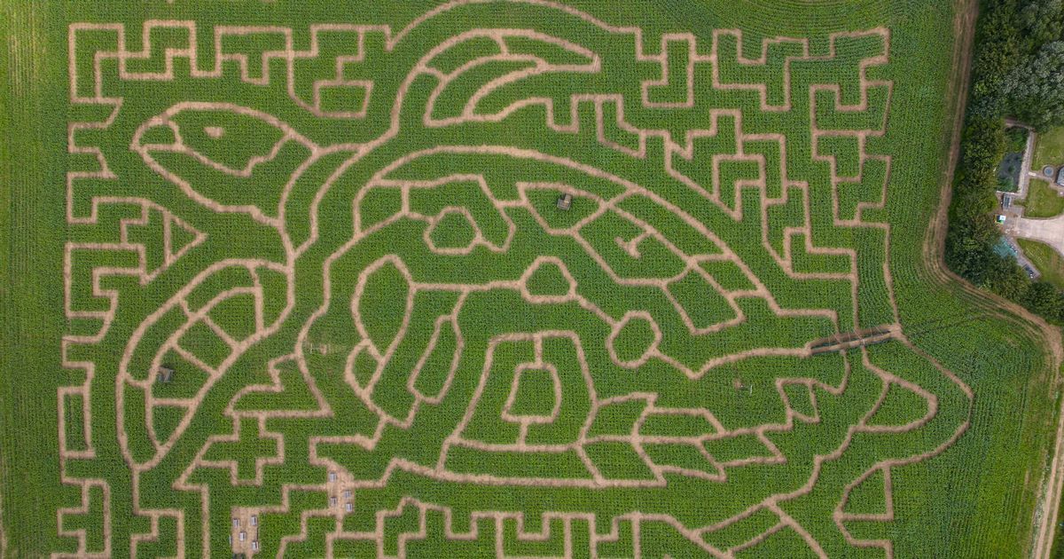 Turtle maze brain teaser challenges eagle-eyed viewers…
