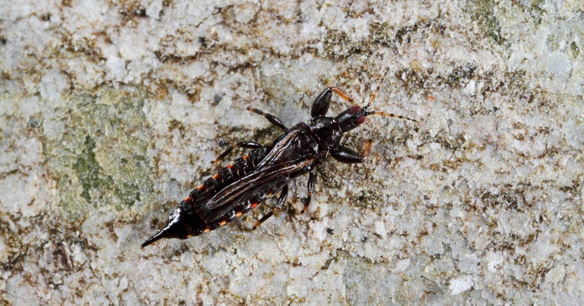 Thunder bugs warning: How to rid your garden of flying…