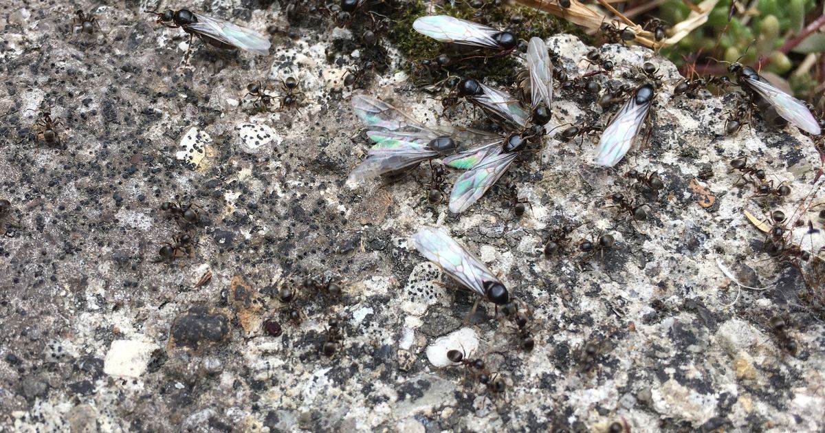 Mile-long swarm of flying ants spotted near south…