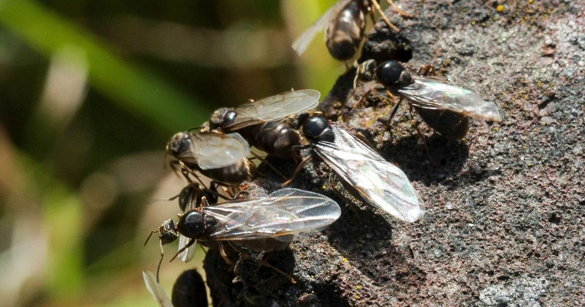 Flying ant swarm a mile long seen off south coast of…