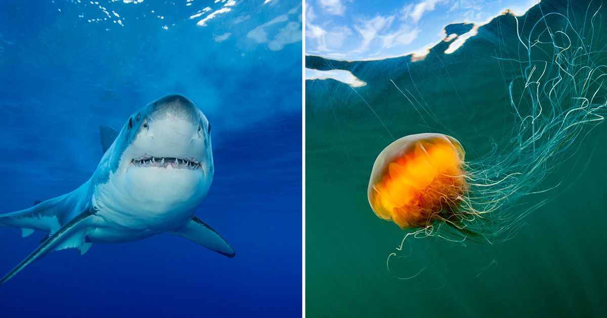Sharks, man o'war and jellyfish - the terrifying sea…