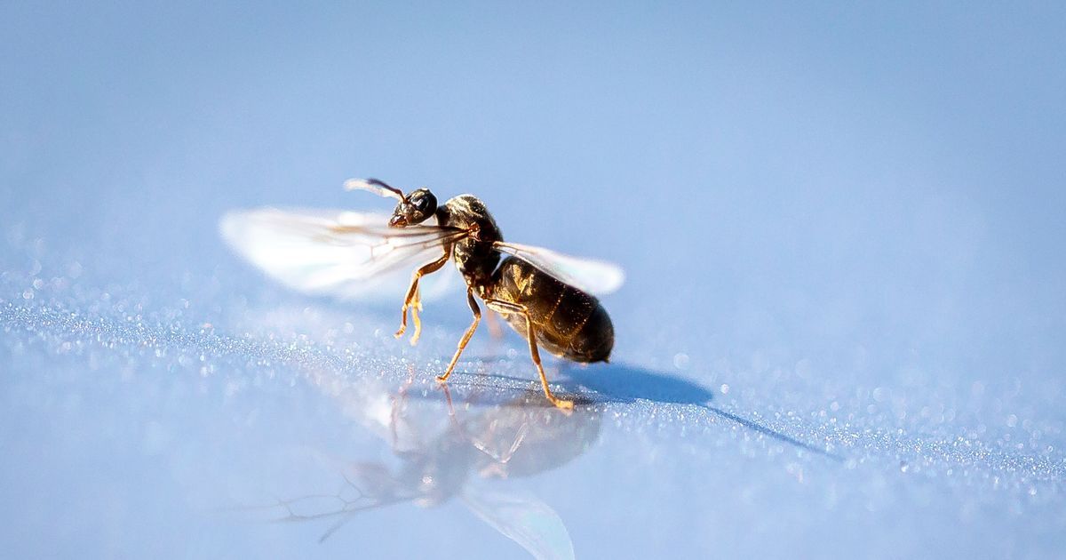Mile-long swarm of flying ants spotted on weather…