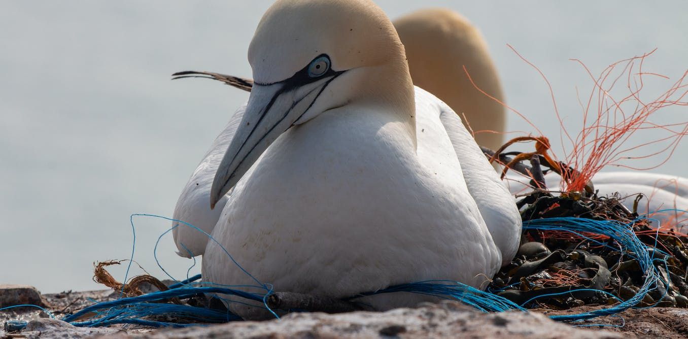 We found 176 bird species using human-made materials…