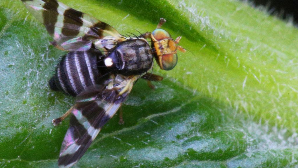 Giant, Six-legged Robotic Fly Developed To Make AI…