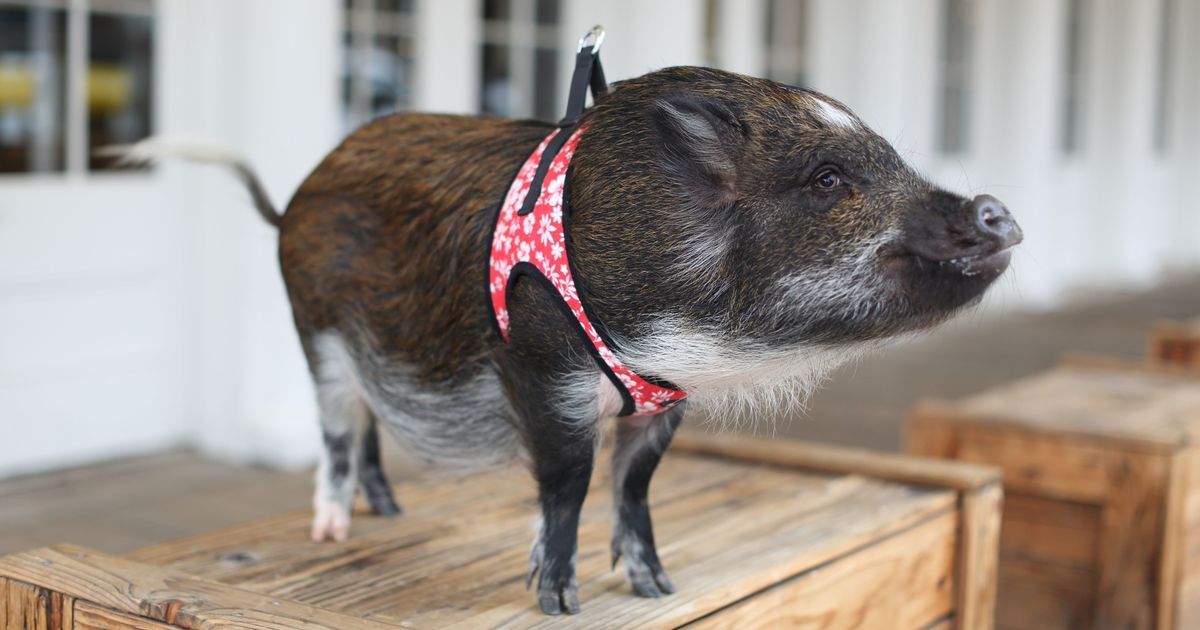 Inside pig's life of luxury with £4,000 spent on gifts…