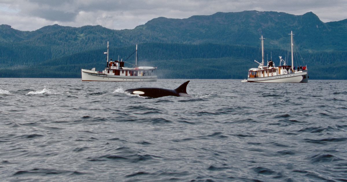 'Killer whale' captured on camera by tourists off…