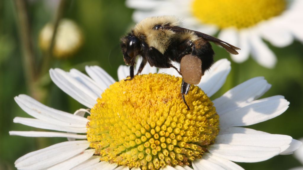 Robo-bees Set To Revolutionize Pollination As Honeybee…