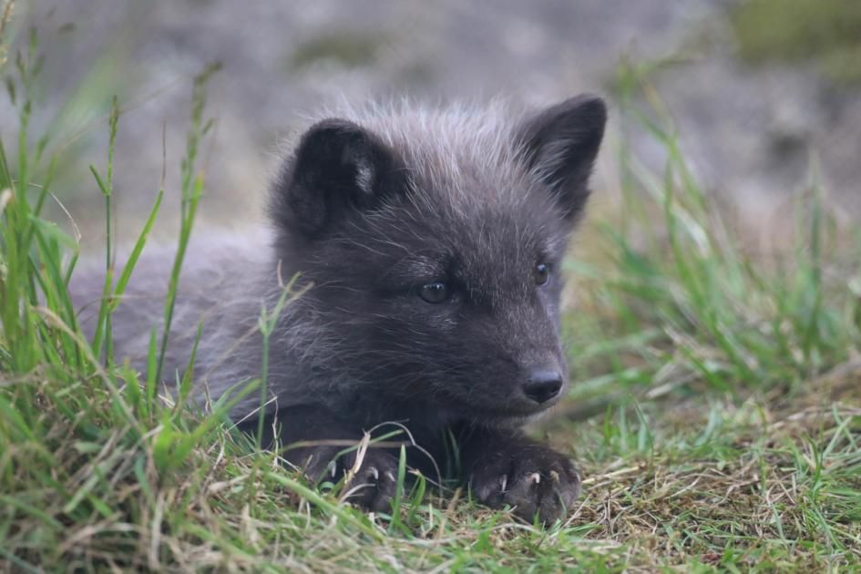 Pack of ADORABLE arctic fox cubs born at Highland…