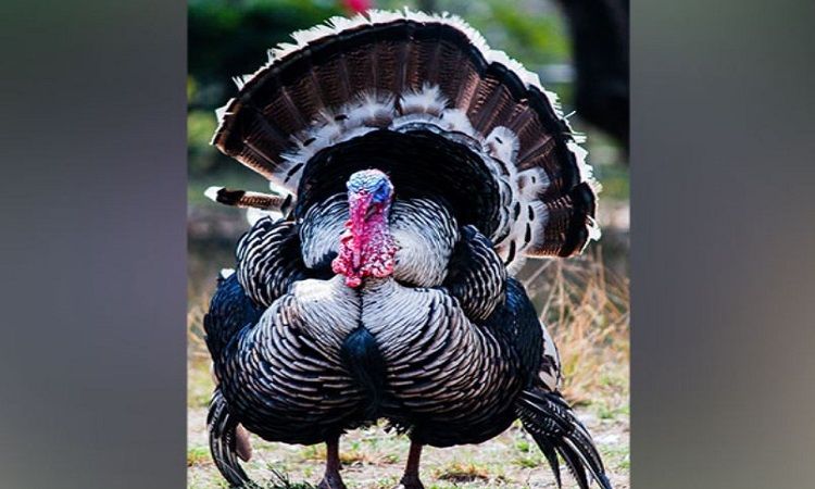 Timing of turkey nesting might not shift with changing…